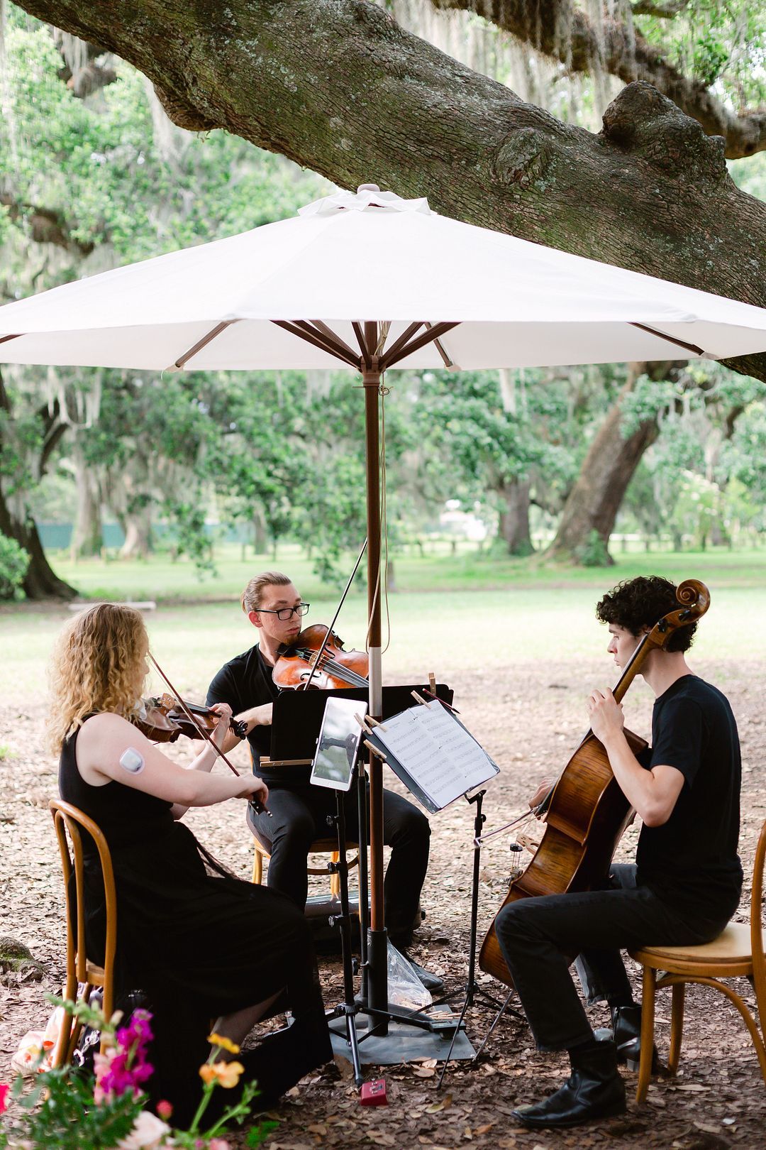 String Musicians Under Umbrella at the Tree of Life in Audubon Park in ...