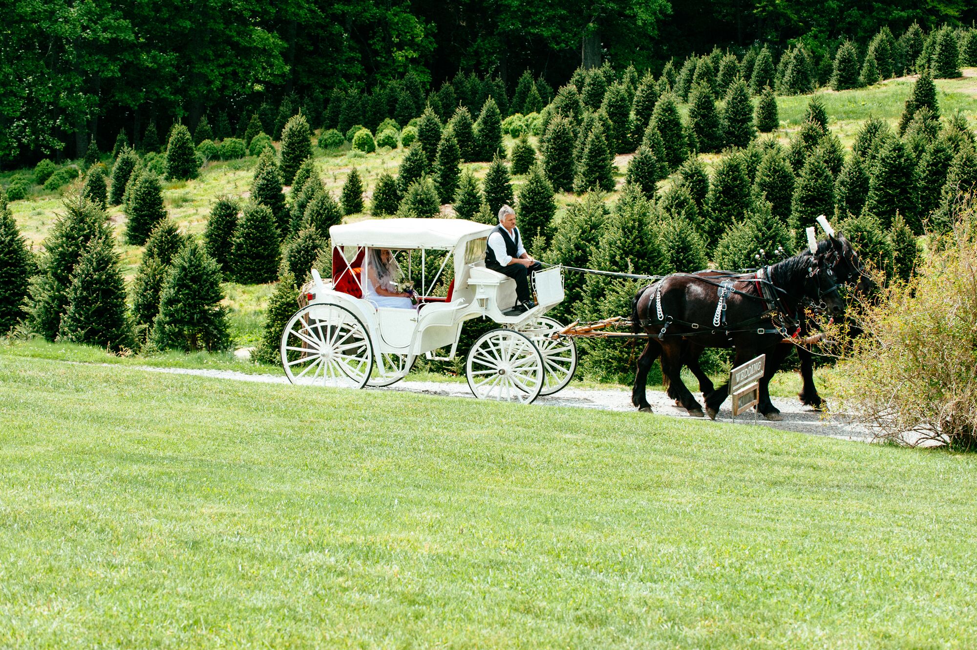 Horse and Carriage Ceremony Processional