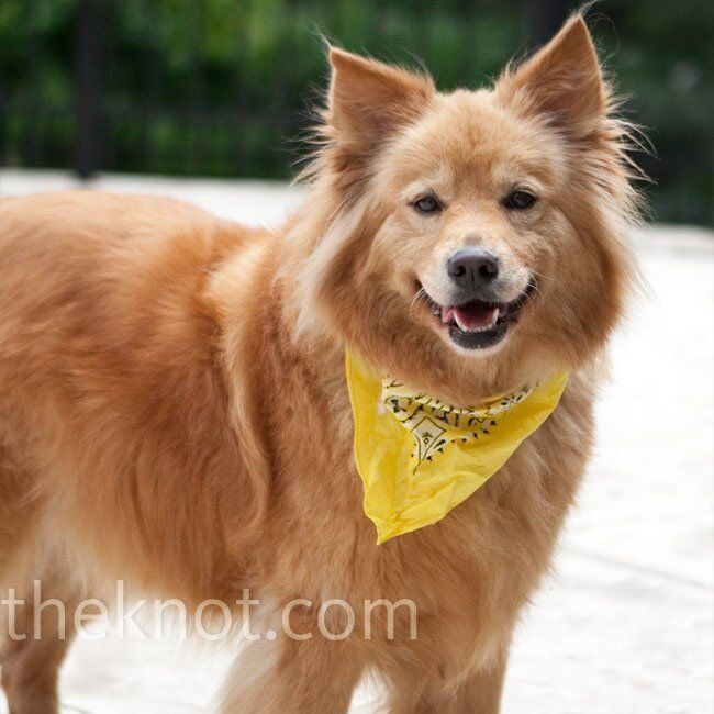 Dog Wedding Bandana