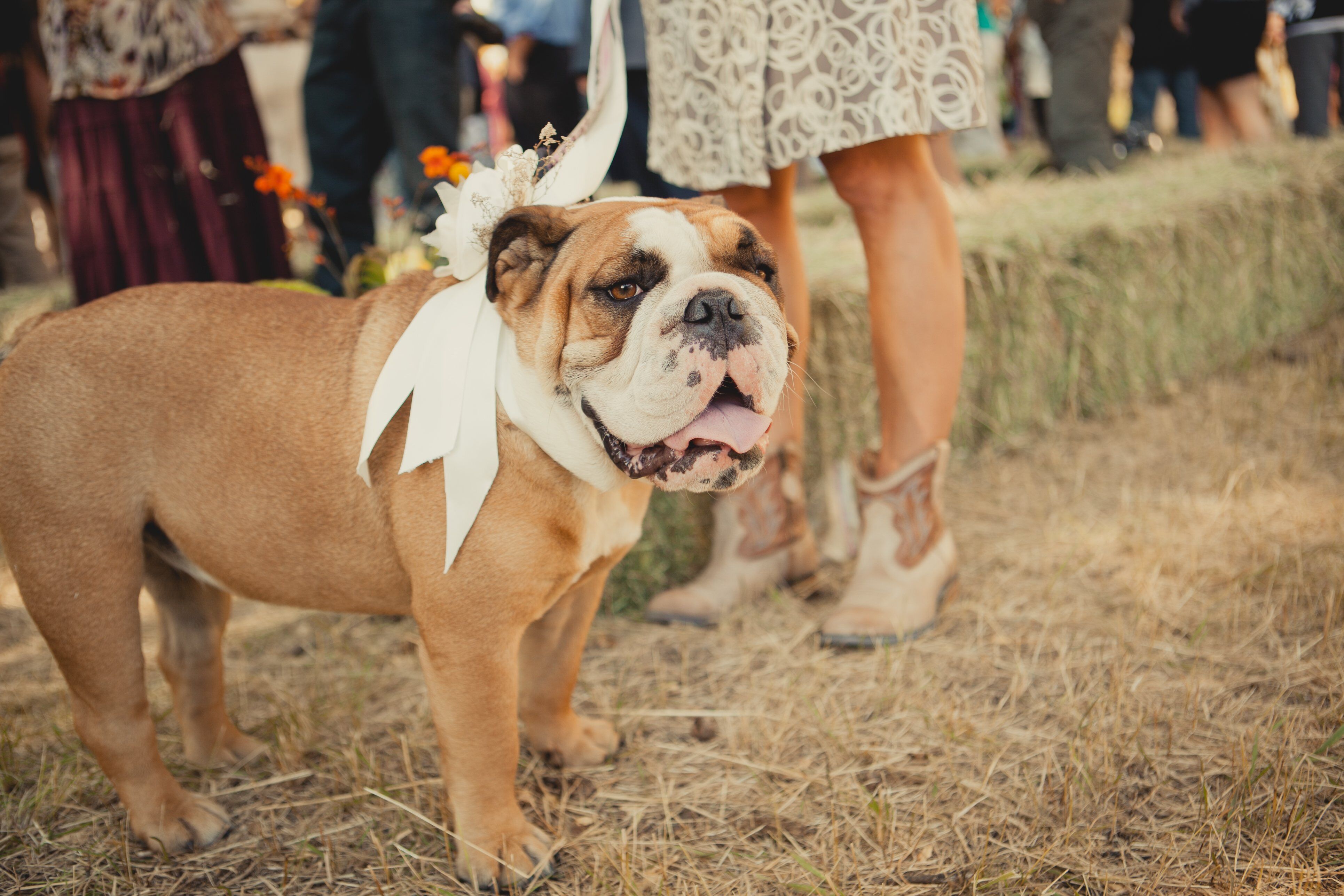 Dog in the Bridal Party