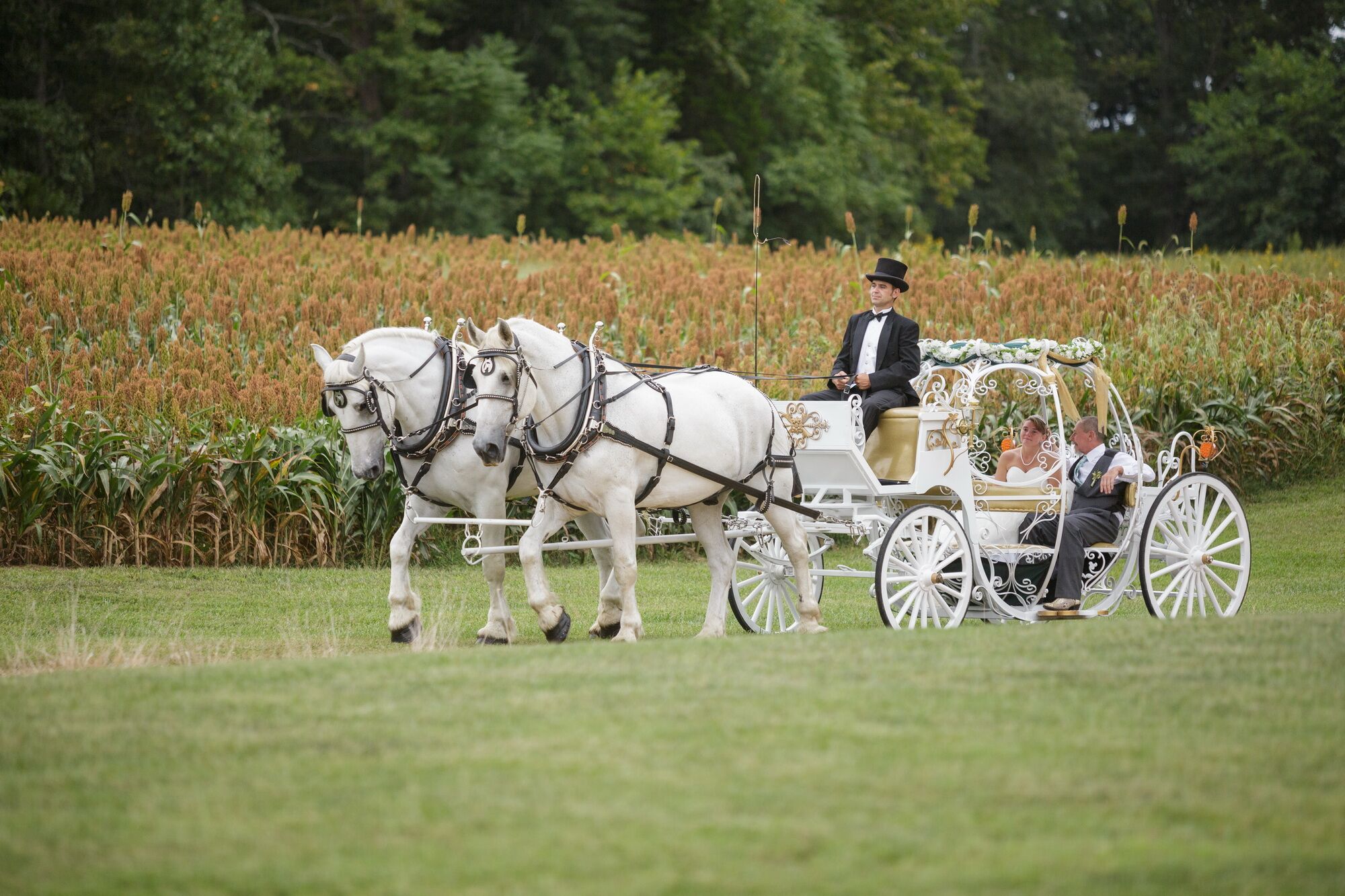 Elegant Wedding Horse and Carriage
